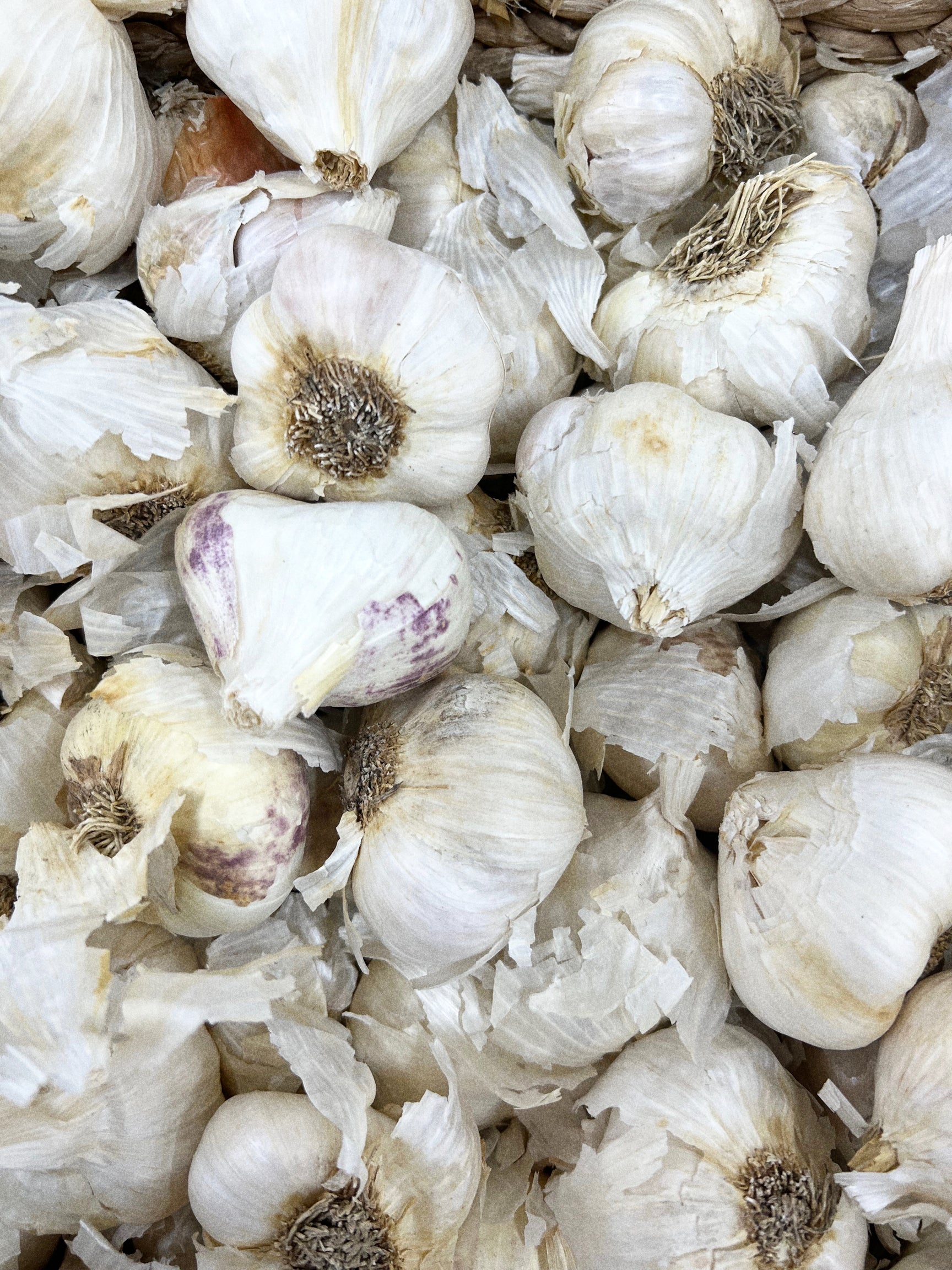 Garlic in Jewish Magic – Jewitches