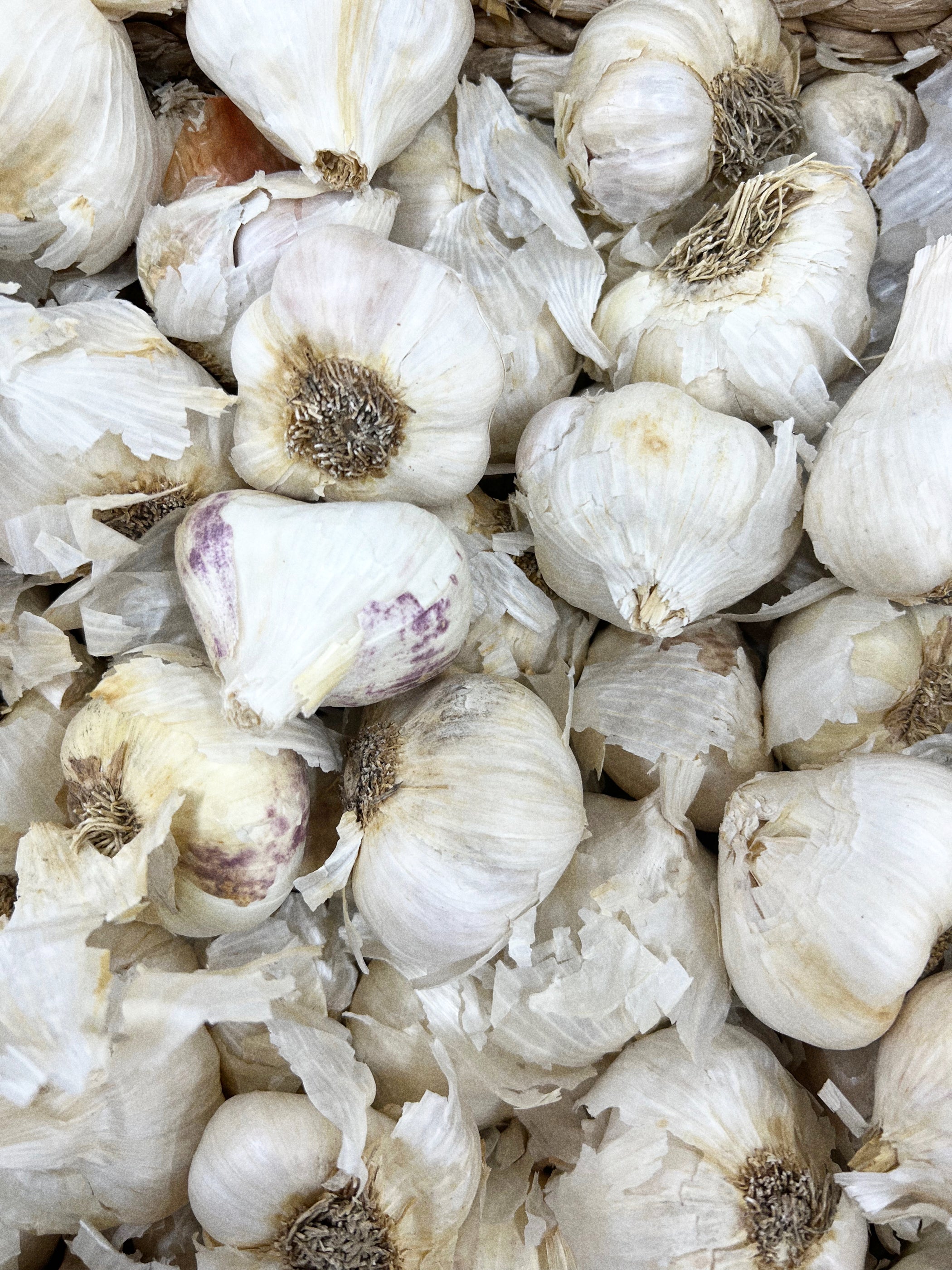 Garlic in Jewish Magic – Jewitches