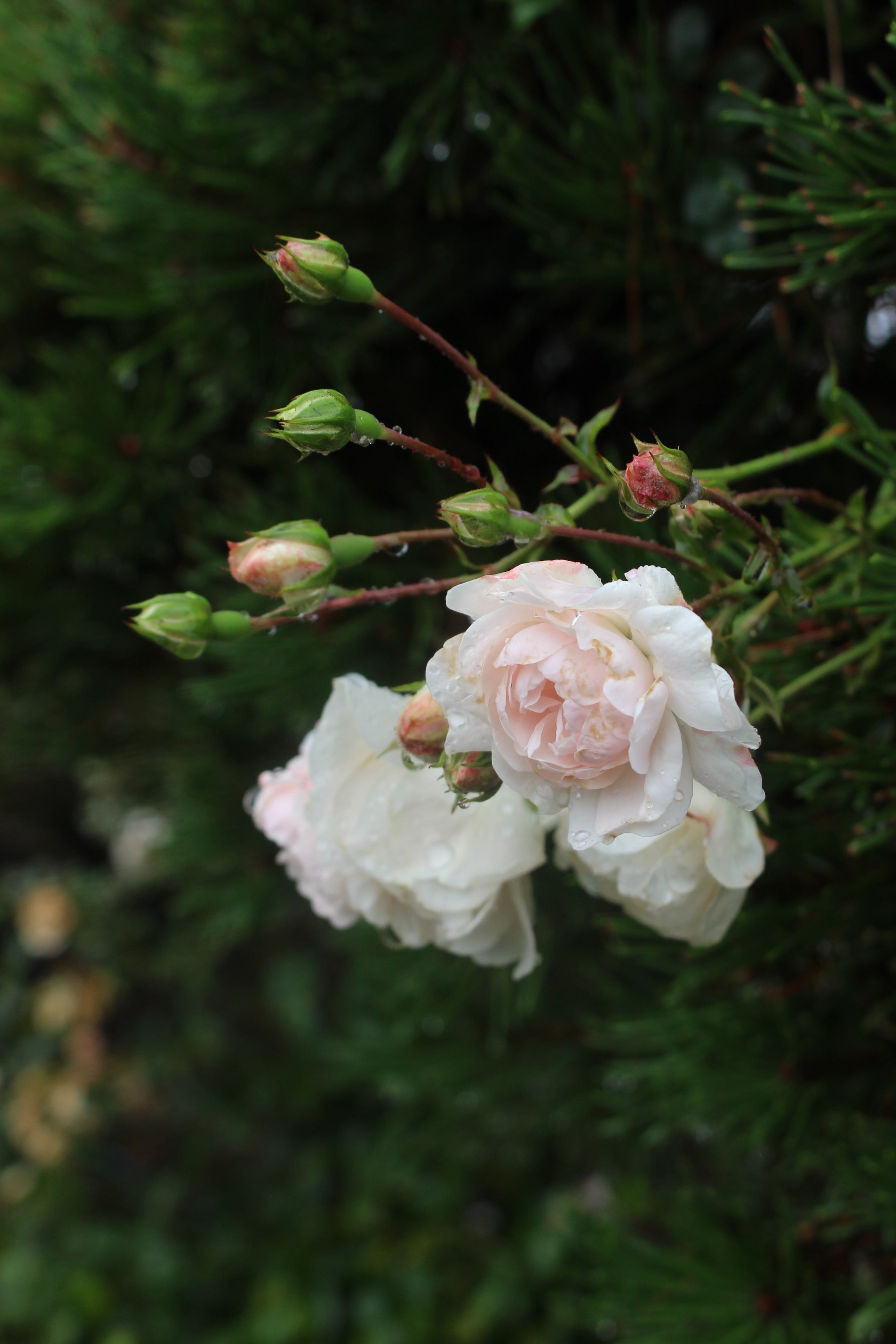 Herbal Bundles – Jewitches